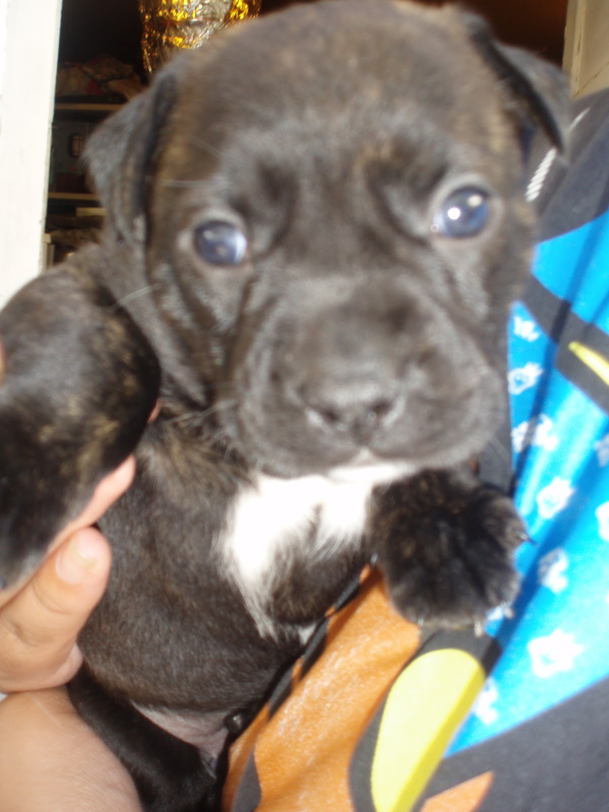 Nine reasons to rejoice!: Meet the MUGGINS (min pin-pug mixes!)