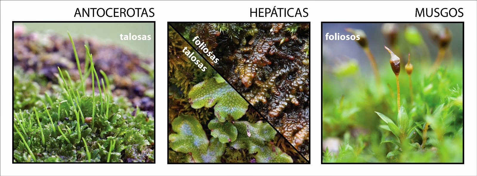 Embriofitas I: Características de las Hepáticas