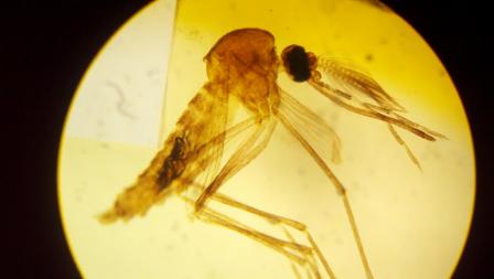 Imágenes de Salud: Imágenes del mosquito Anopheles(Paludismo)