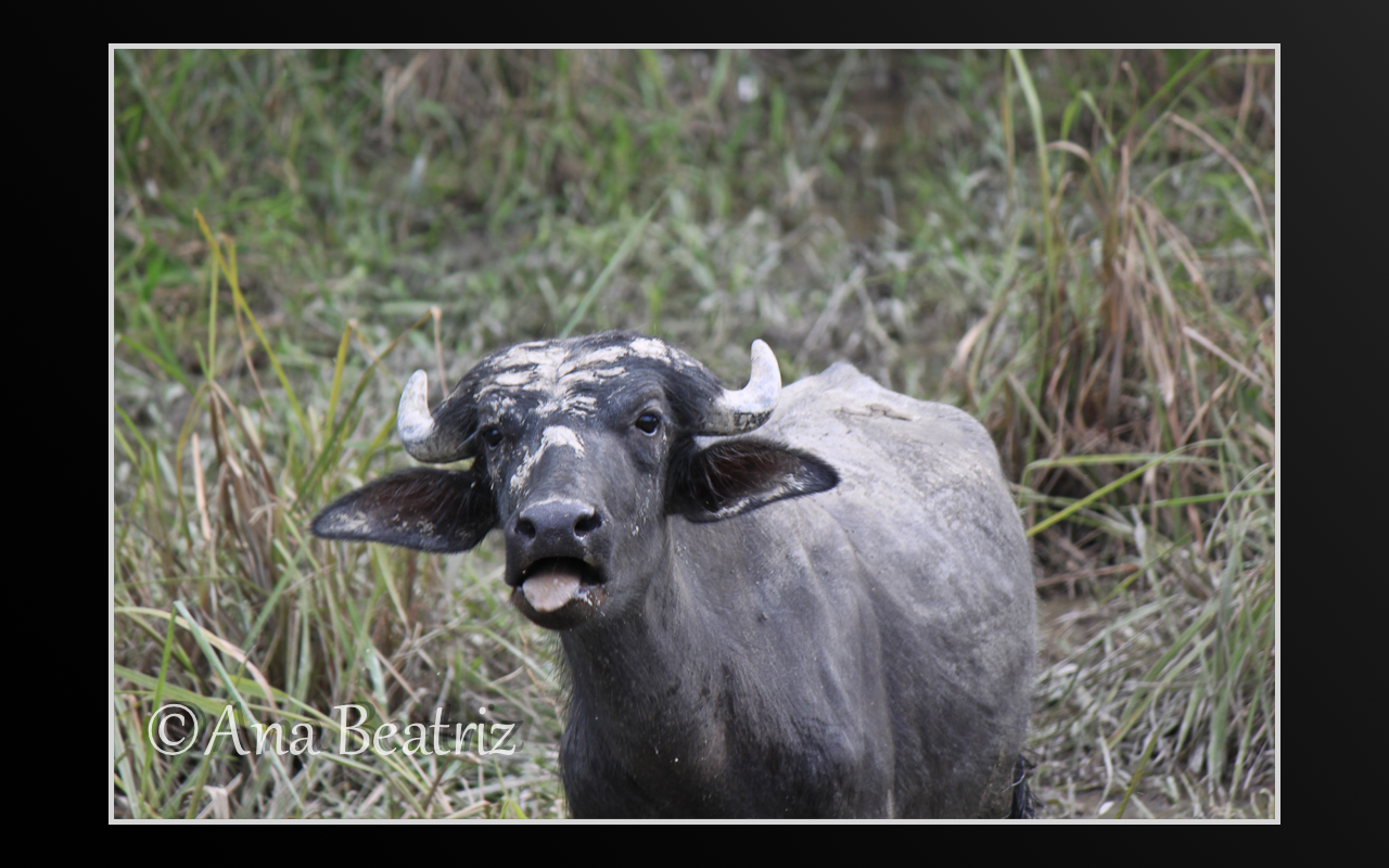 Aventura fotográfica: Búfalos