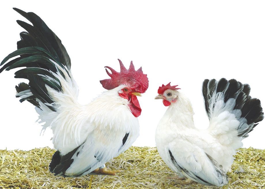 NAGASAKI: CORES: BLACK TAIL WHITE