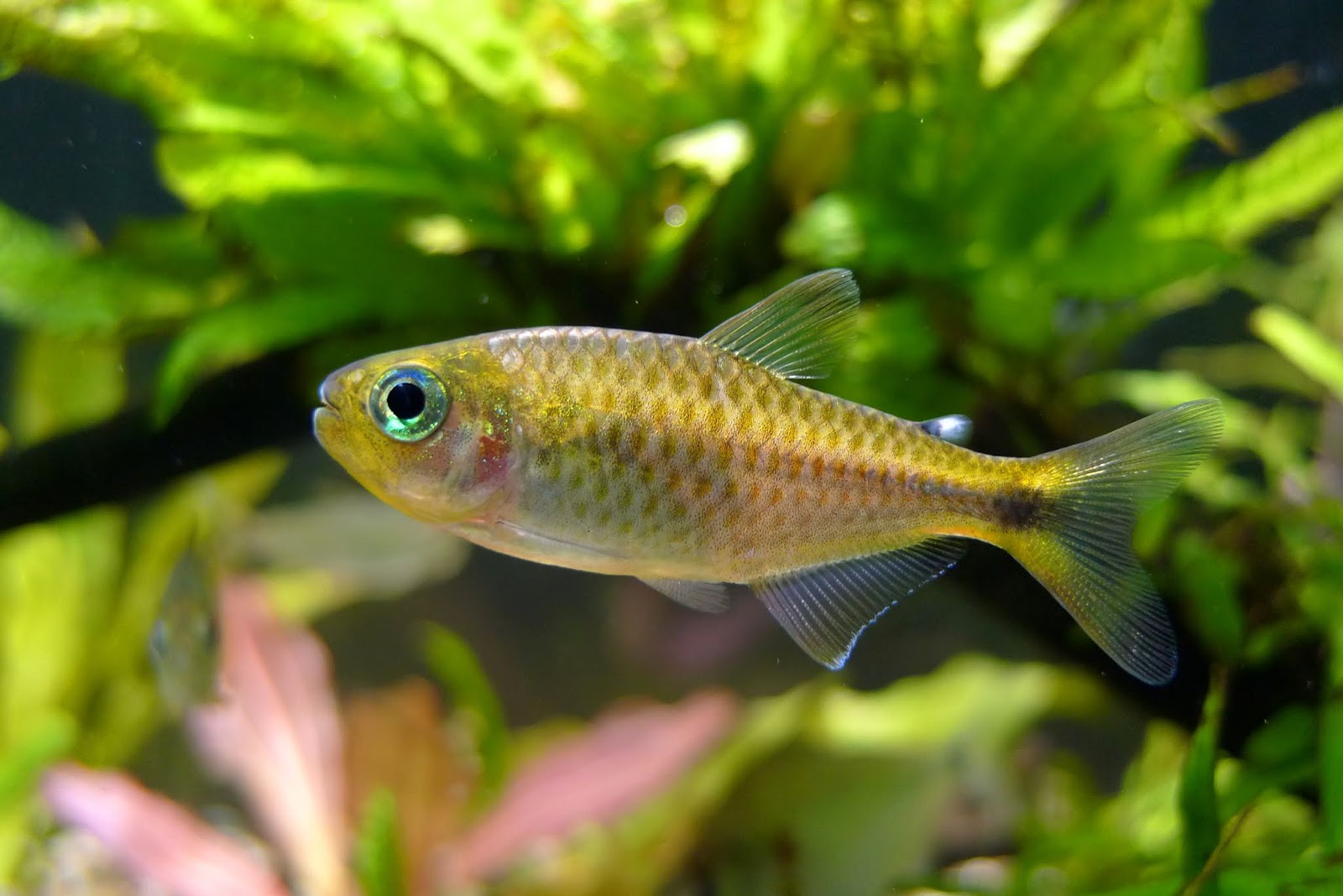 紫影翡翠可卡燈 Moenkhausia chlorophthalma