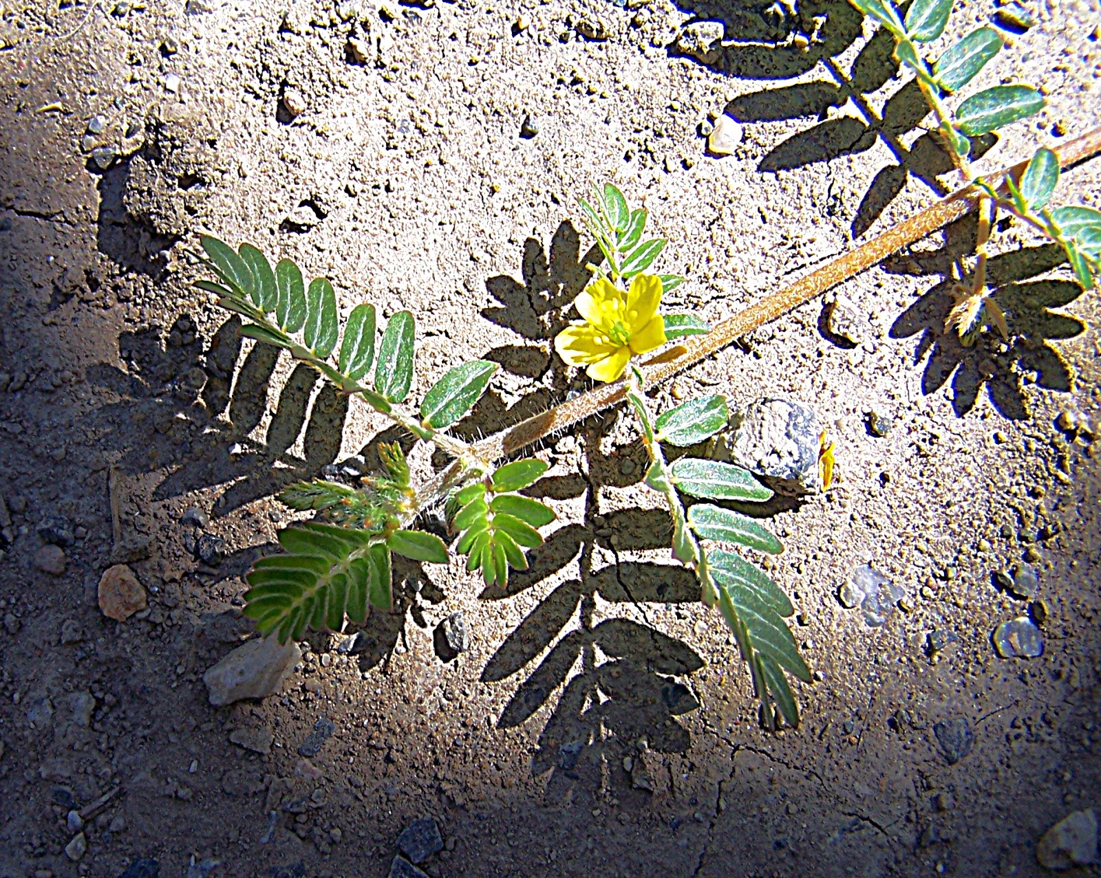 Galefod: Abrojos. Leyenda de poder anabolizante.