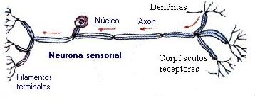 Neuronas: Clasificacion