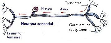 Neuronas: Clasificacion
