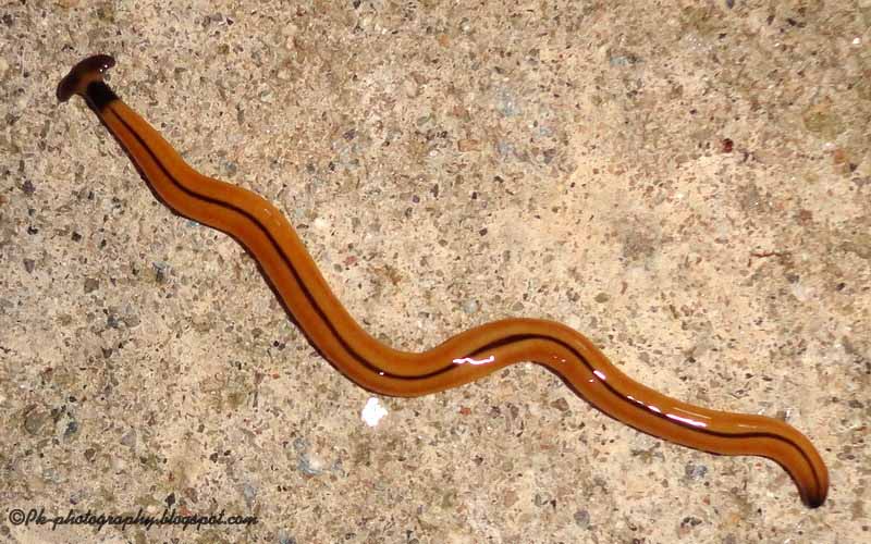 Land Planarian-Bipalium kewense | Nature, Cultural, and Travel ...