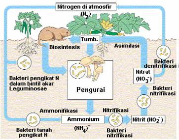 Kimeni's Blog: Daur Biogeokimia