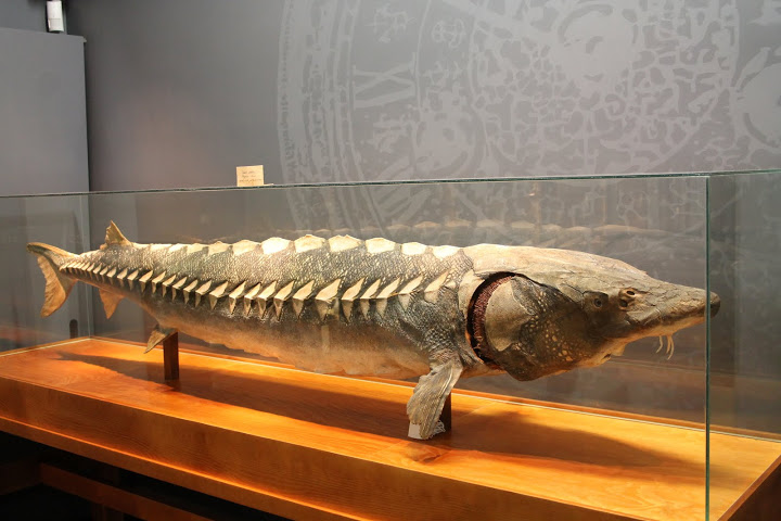 Kraina Wędrujących Wysp: Jesiotr-olbrzym z Muzeum Mazowieckiego w Płocku