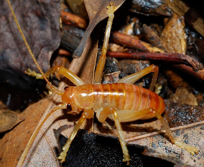 Bosque despierto: Grillo enrollador de hojas