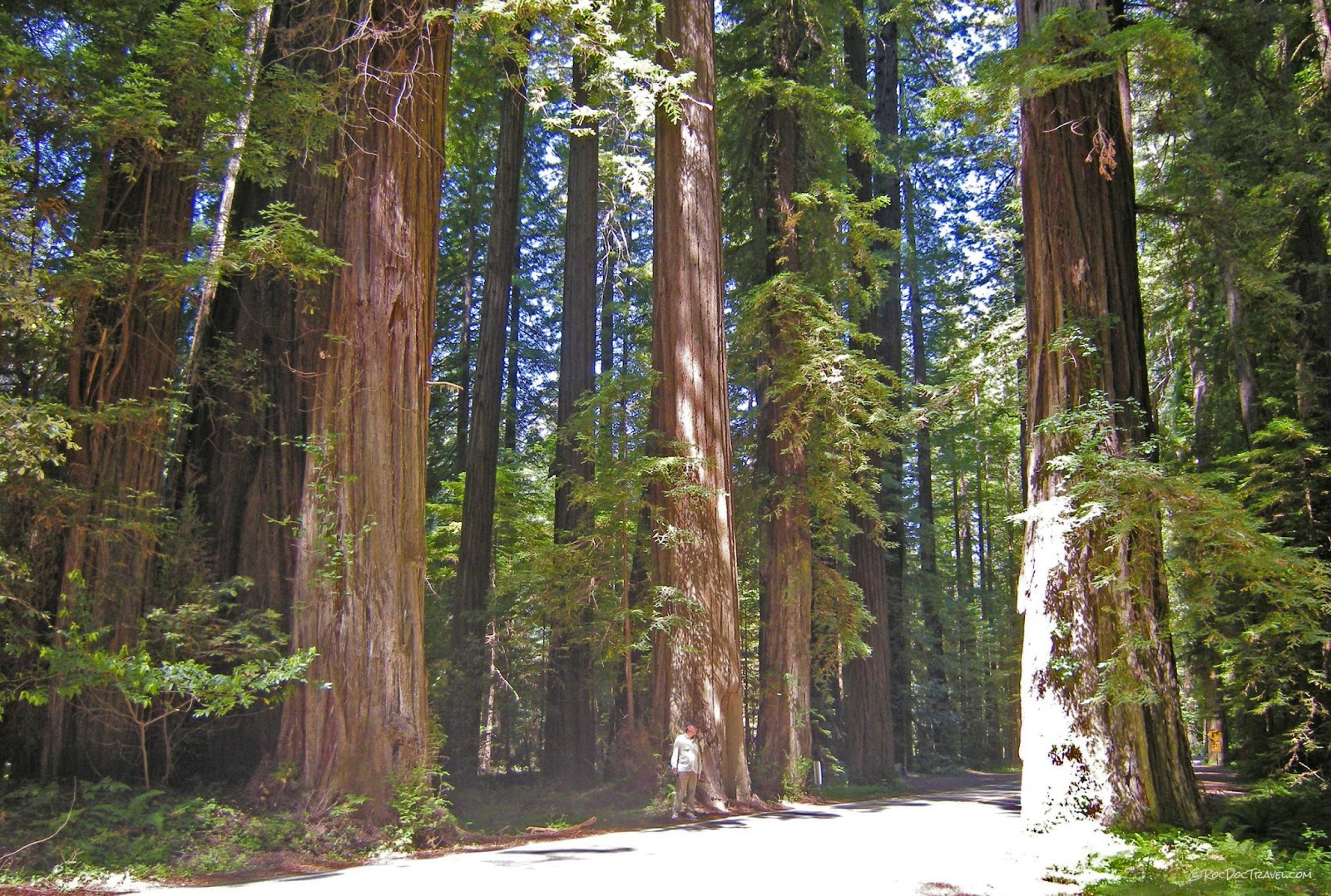 Northern California Coast 1