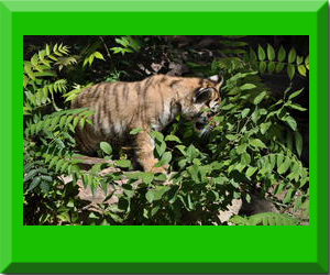 Gambar Bayi Macan Lucu | Gambar Hidup