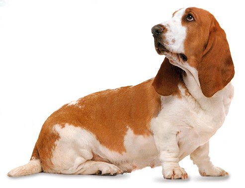 The dog in world: Basset Hound dogs