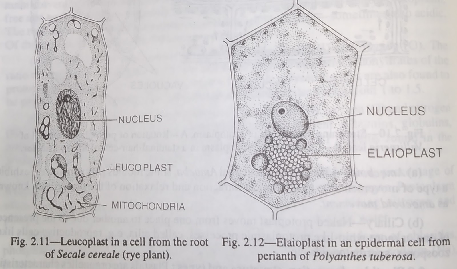 Plastids-formation, structure and types-digieduco