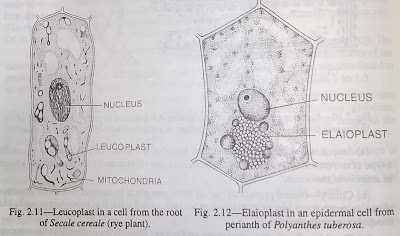 Plastids-formation, structure and types-digieduco