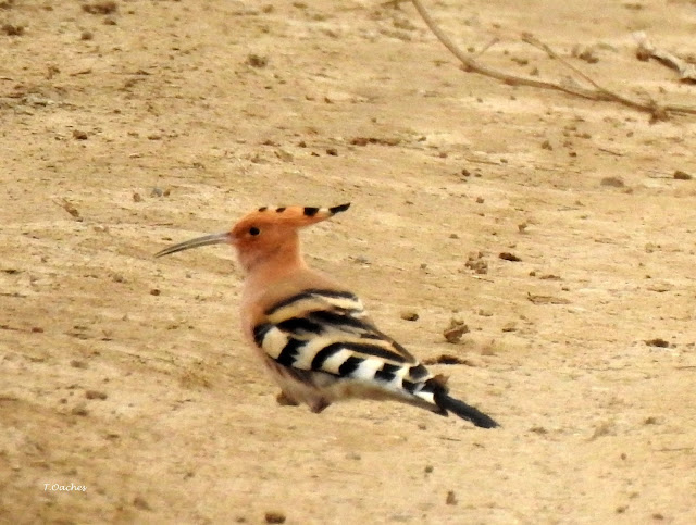 PASARI DIN ROMANIA: PUPAZA, Upupa epops