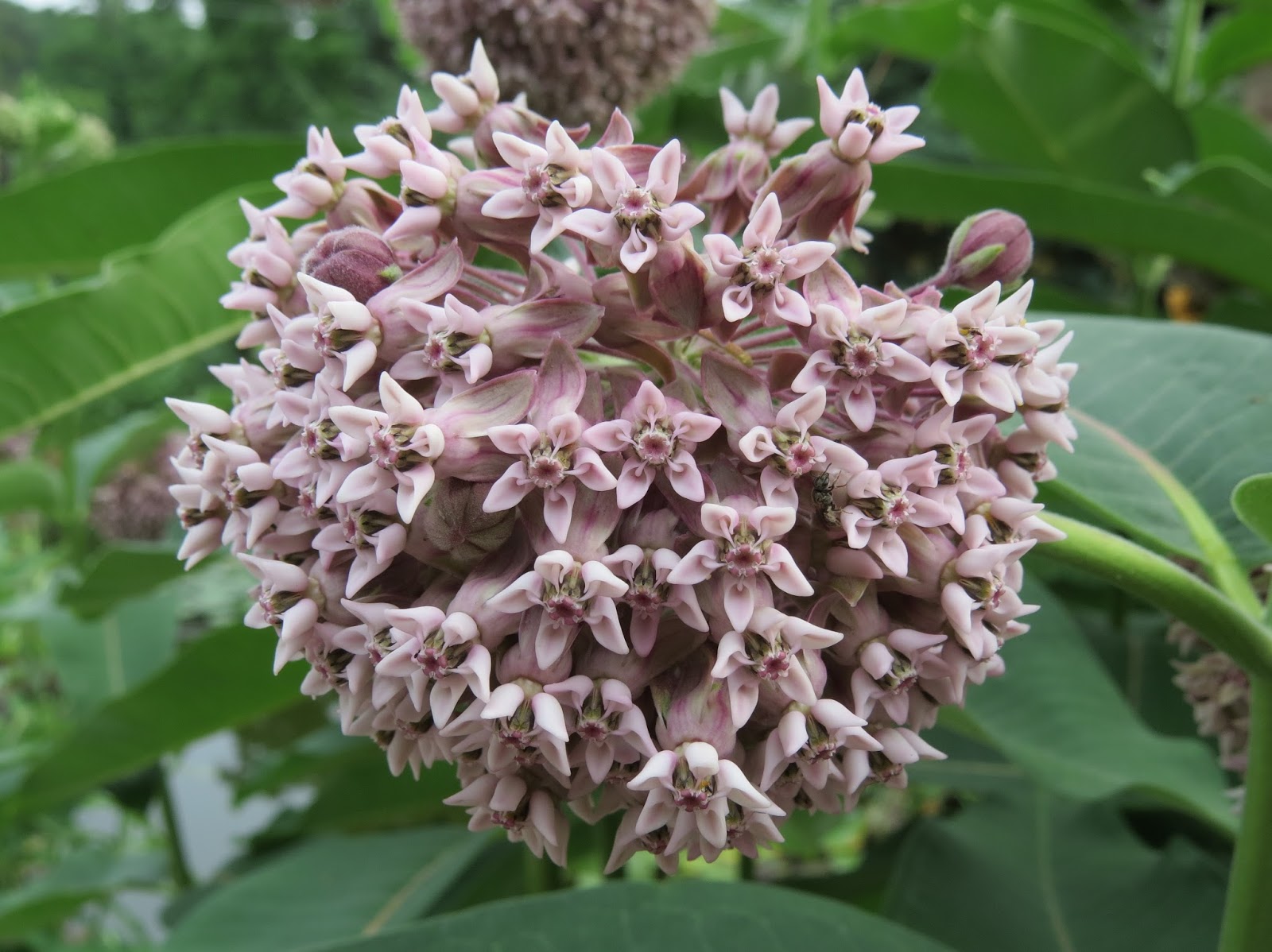 Blue Jay Barrens: Common Milkweed