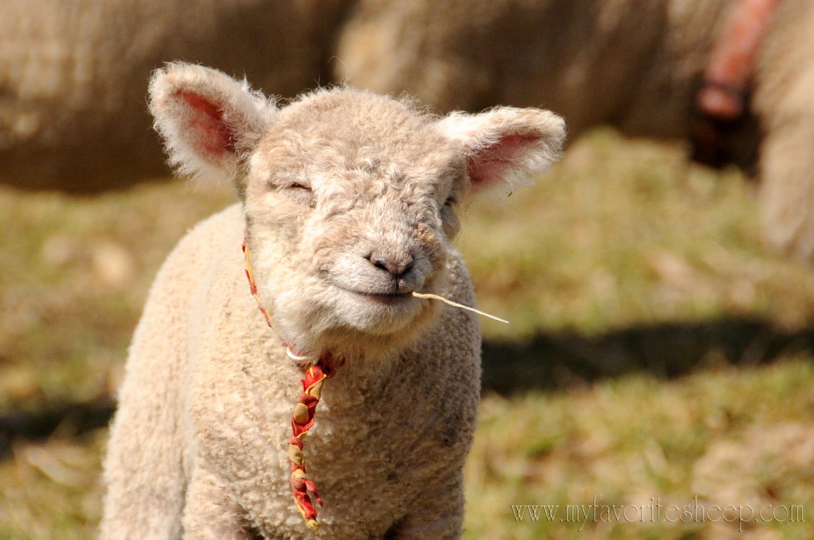 Punkin's Patch: First Day Of Lamb Camp!