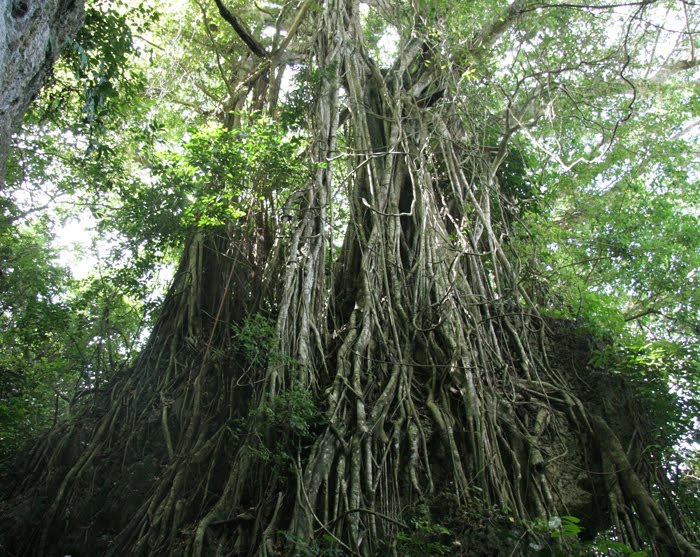 The Dreaded Anthropologist: Fijian Baka