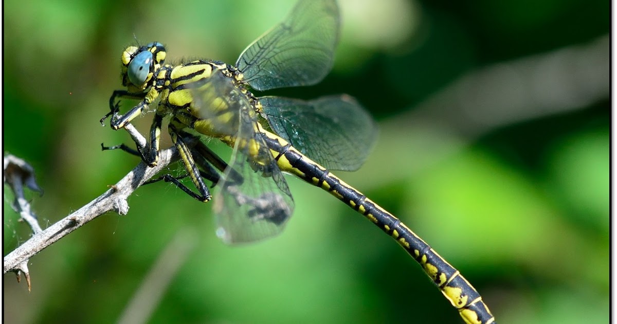 Butterflies and Dragonflies: Gomphus simillimus - "Yellow Tailed ...