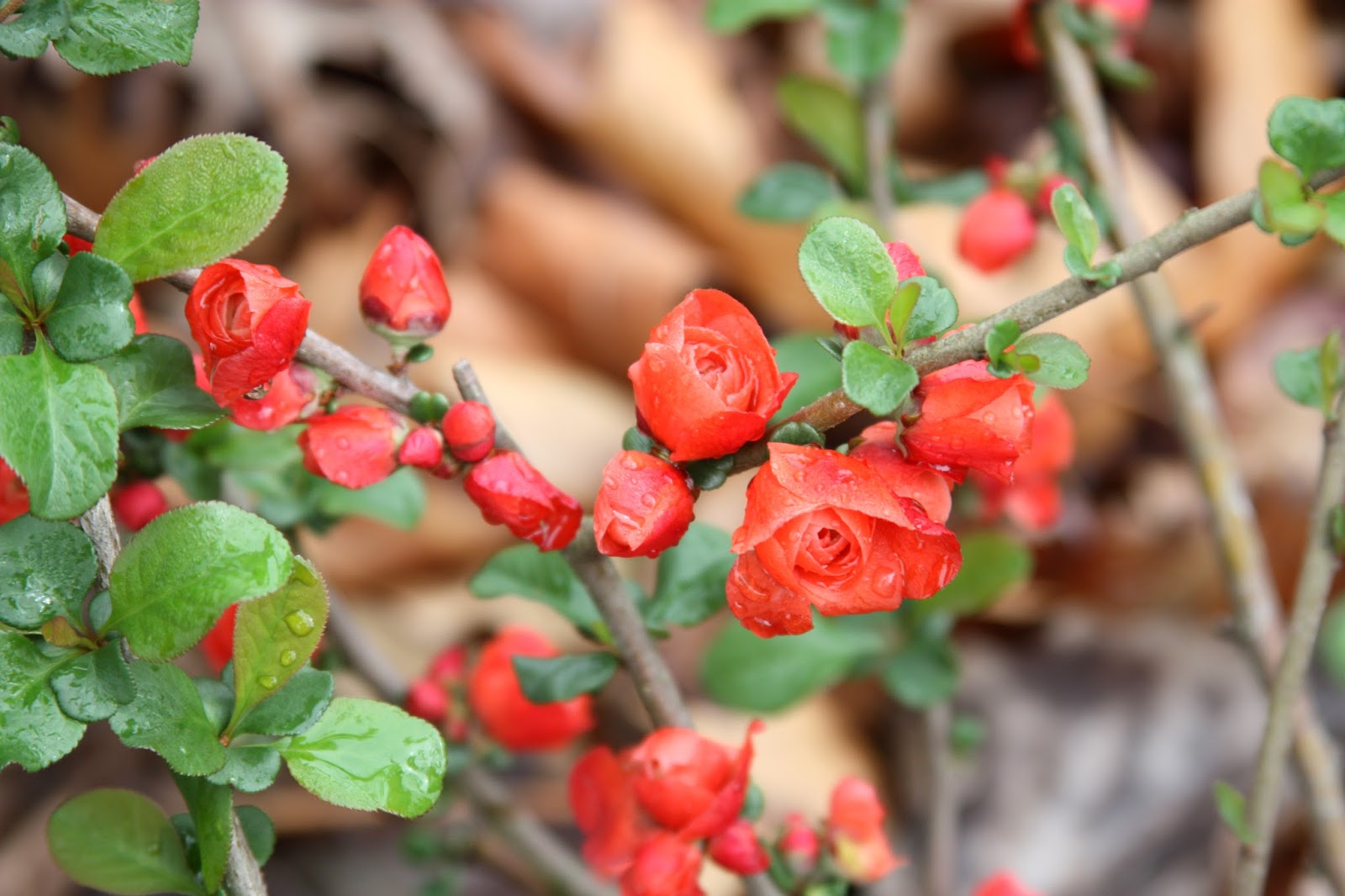 Flowering Quince Chaenomeles