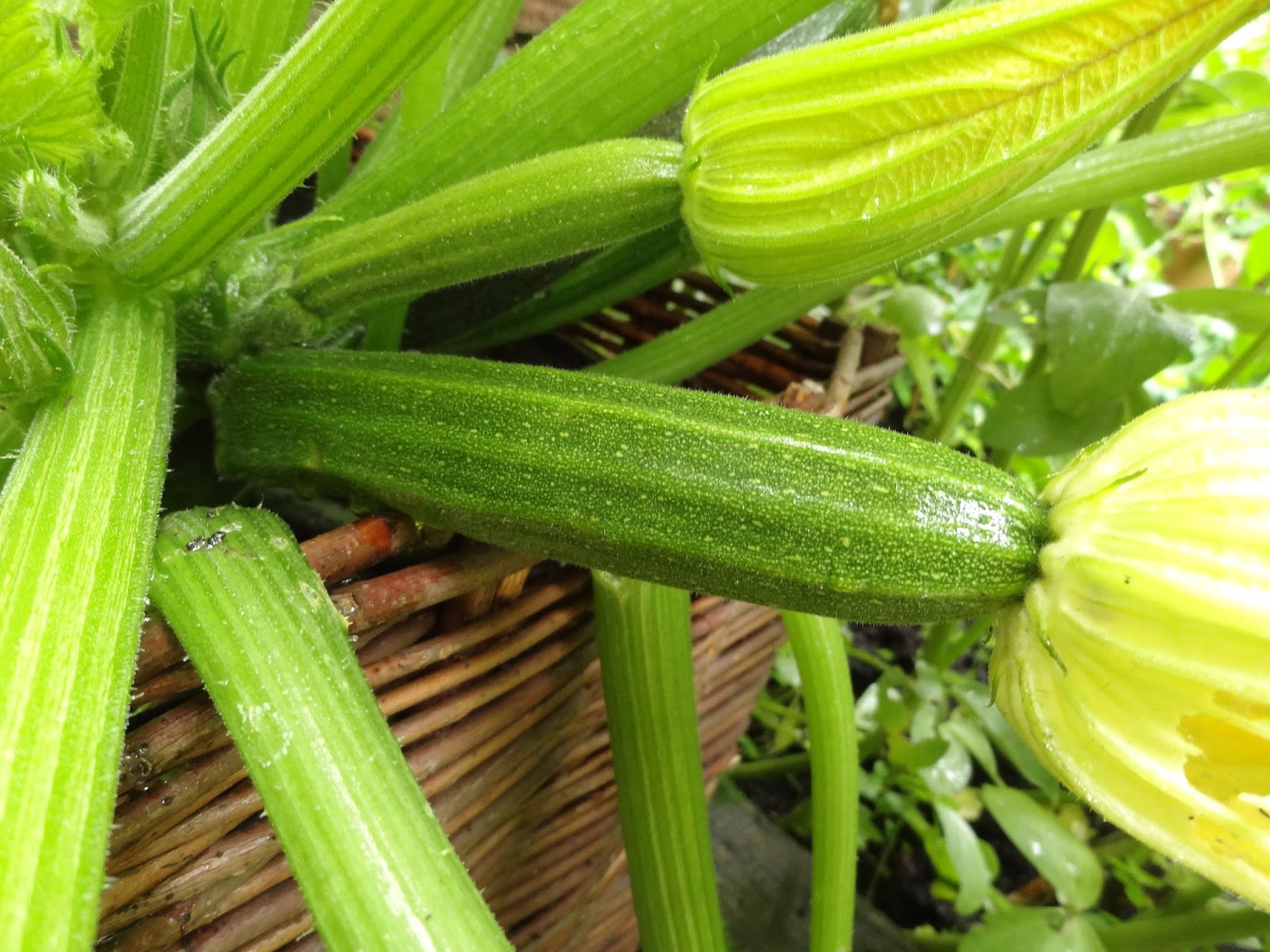 Down on the Allotment: Spring Harvest