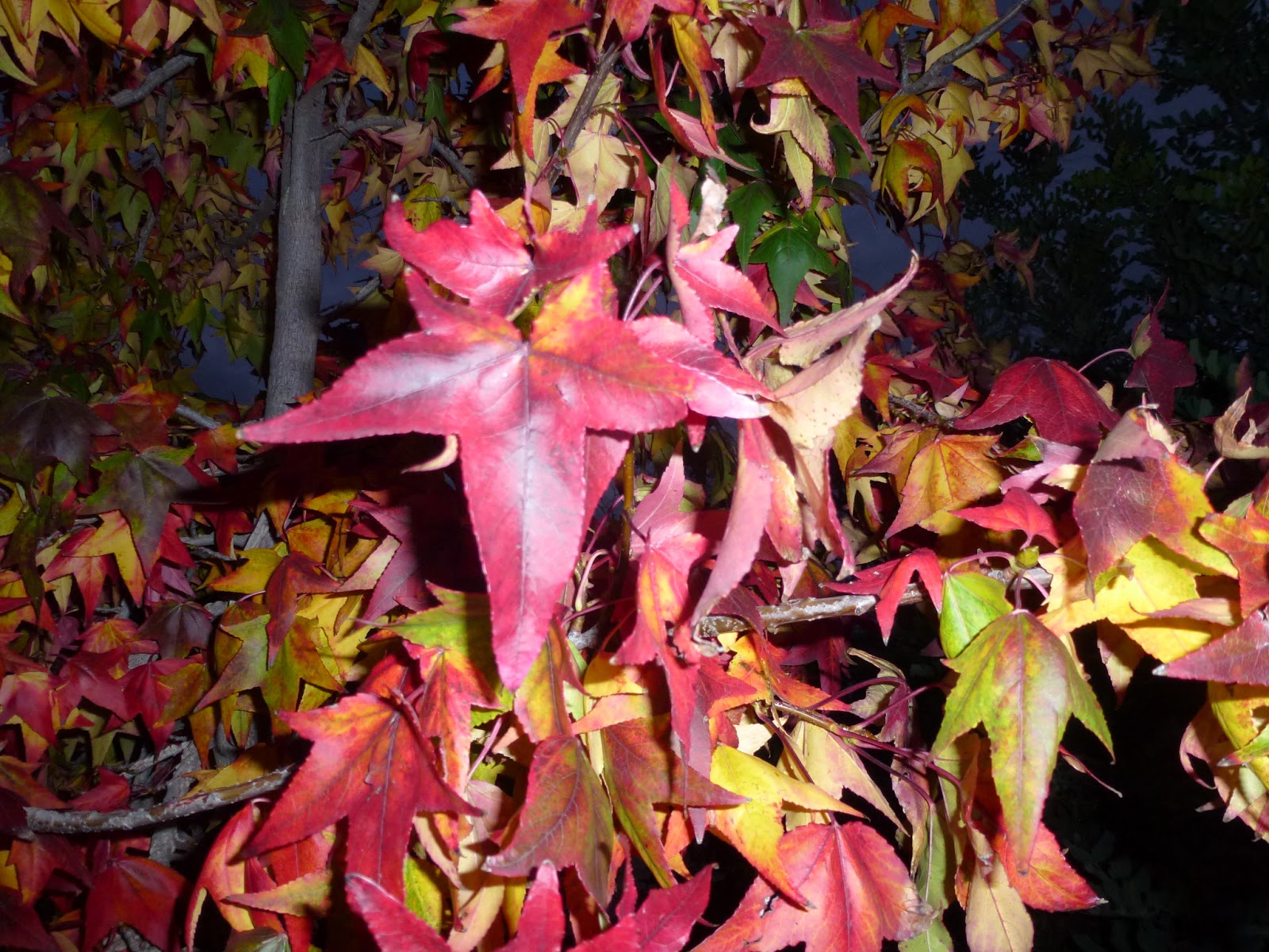 Desde "El Llano Bullas": Árbol del ámbar