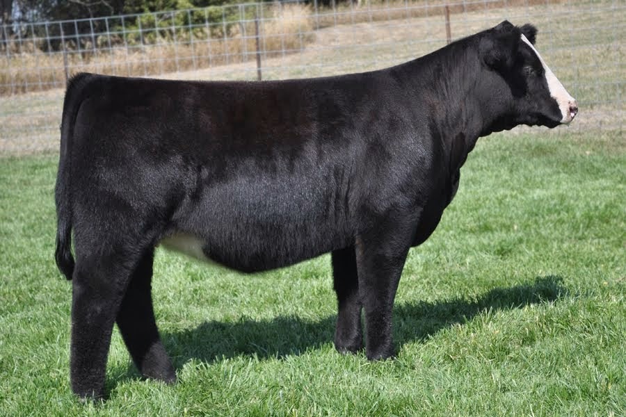 BPFCC | BLOG: Congratulations to Lauren Prill on exhibiting the Grand ...