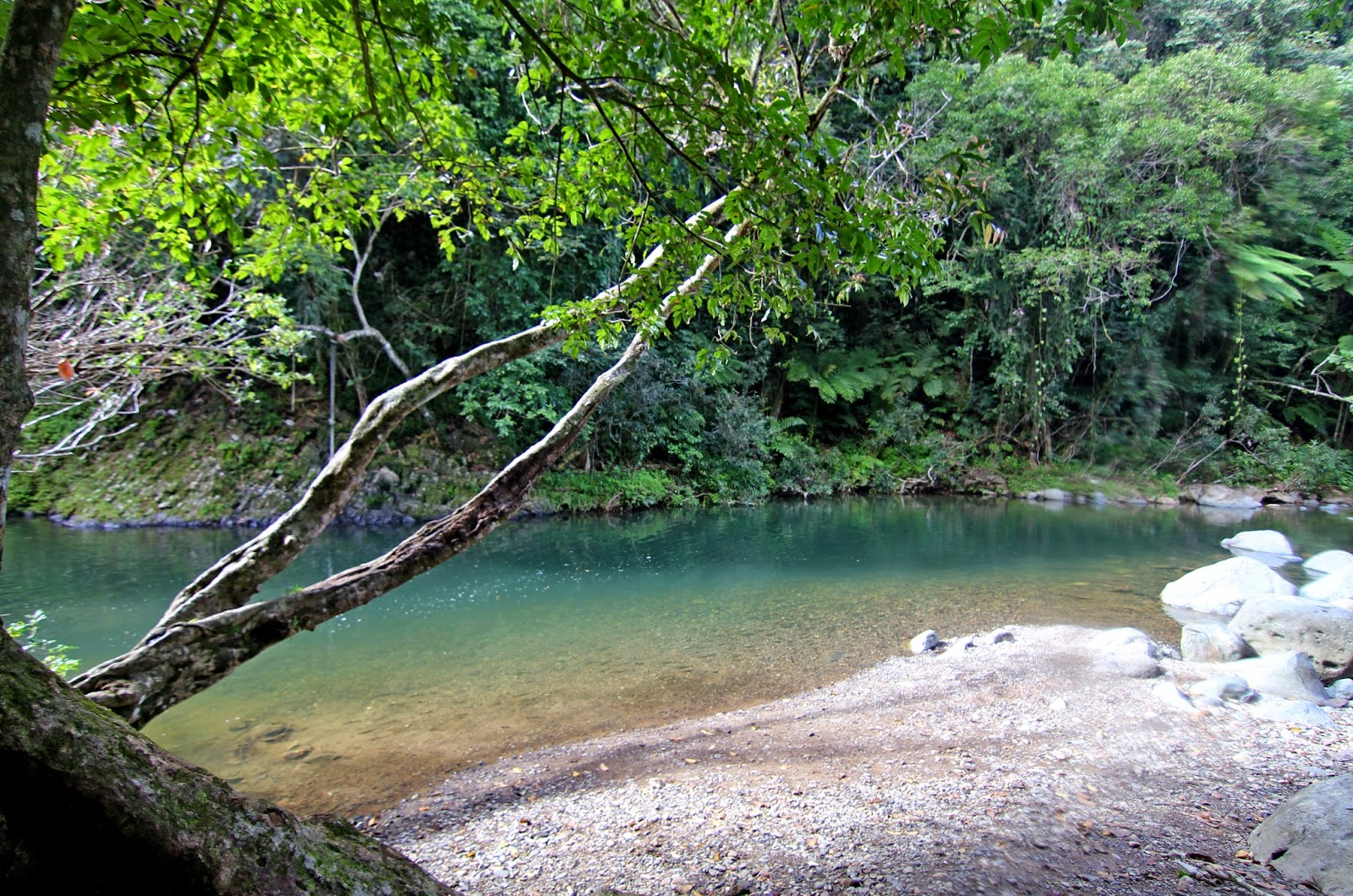 Caribbean 2015: Day 12 - part II: El Yunque continued