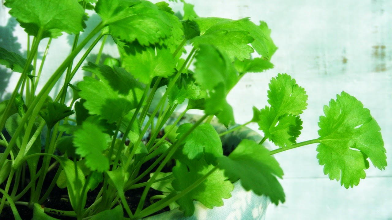 Uma vaca na varanda: Coentro, para que te quero?