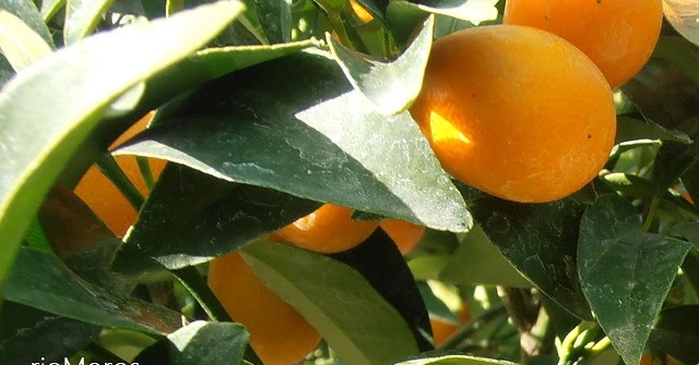 KUMQUAT: Fortunella margarita | Plantas rioMoros