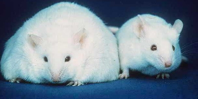 Flower Show: white mouse pink eyes