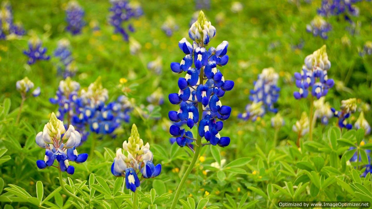 Bluebonnet Desktop Wallpaper | Free Hd Wallpaper