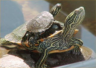 Biology Matters: Why do turtles have shells?