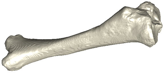 Museum of Natural History: Fossils from giant Ice Age bear now on ...