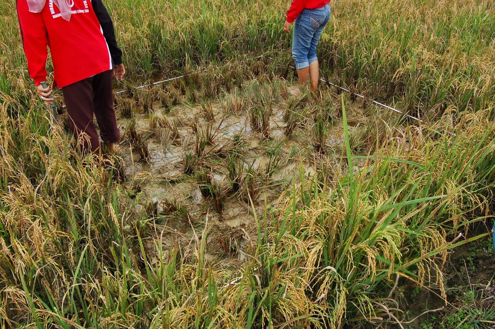 Alat Ubinan, Survei Ubinan, Ubinan Padi Sawah, Jual Ubinan