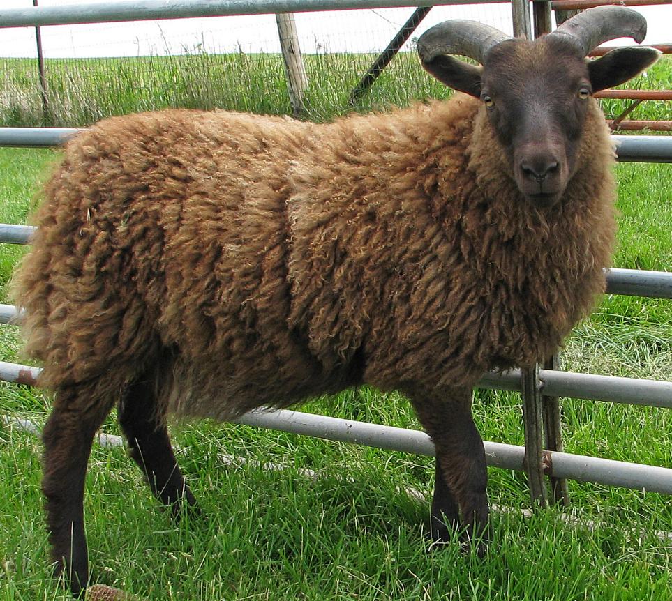 Red Brick Road Farm Icelandic Sheep & Wool