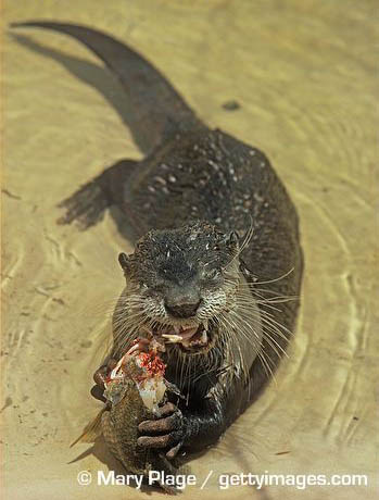 QuestX: The most closely related otters: African Clawless and Congo ...