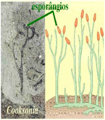 Caliptra: Pteridófitas ancestrais