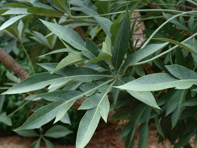 South African Cabbage Trees tolerating centuries of drought in ...