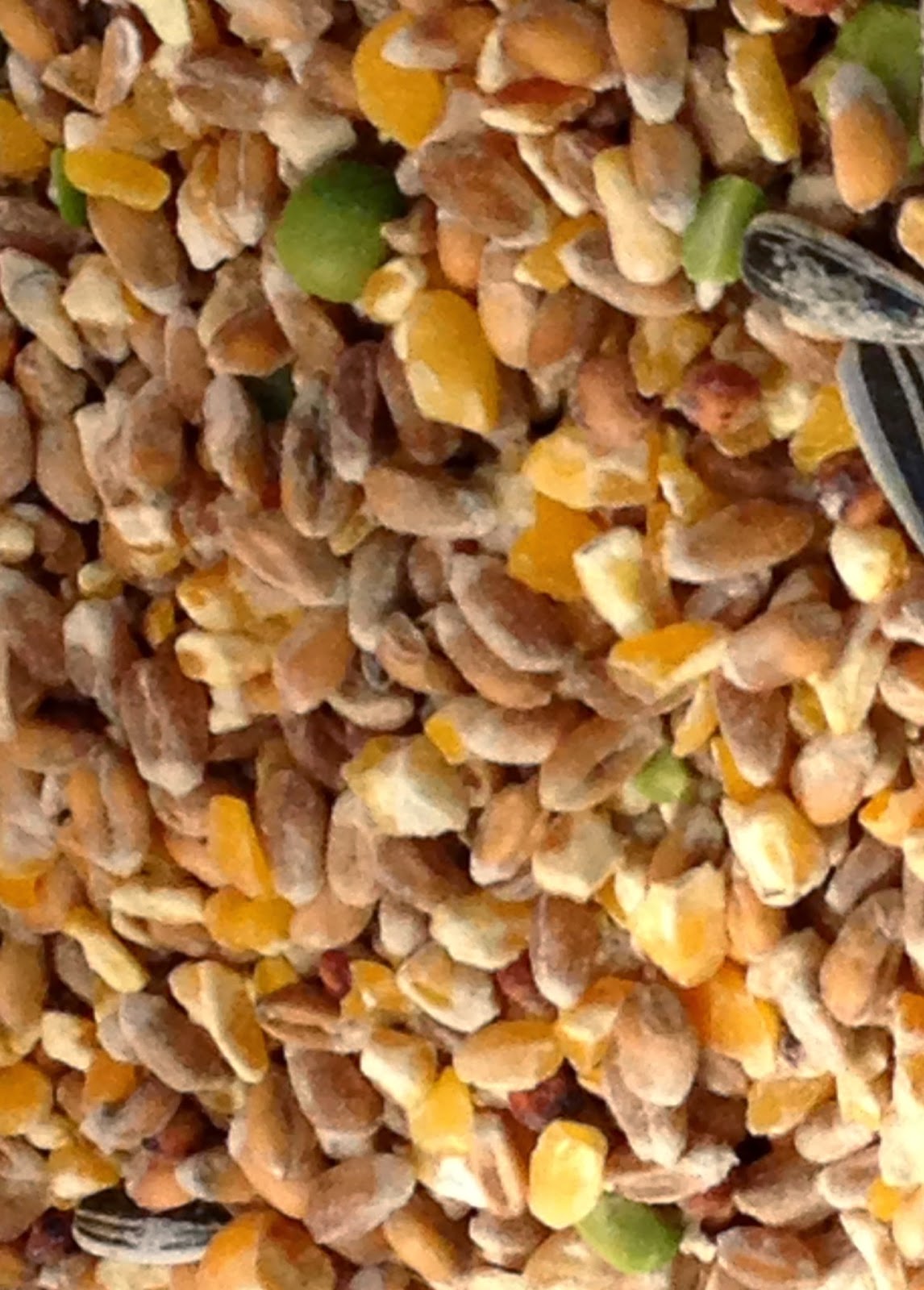 YouAndChickens: Verschillende soorten voer