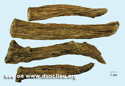 Costus root (Muxiang)-Aucklandia lappa Decne