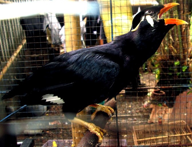 Ternak Burung Beo | Kumpulan Cara Beternak Yang Baik Dan Benar