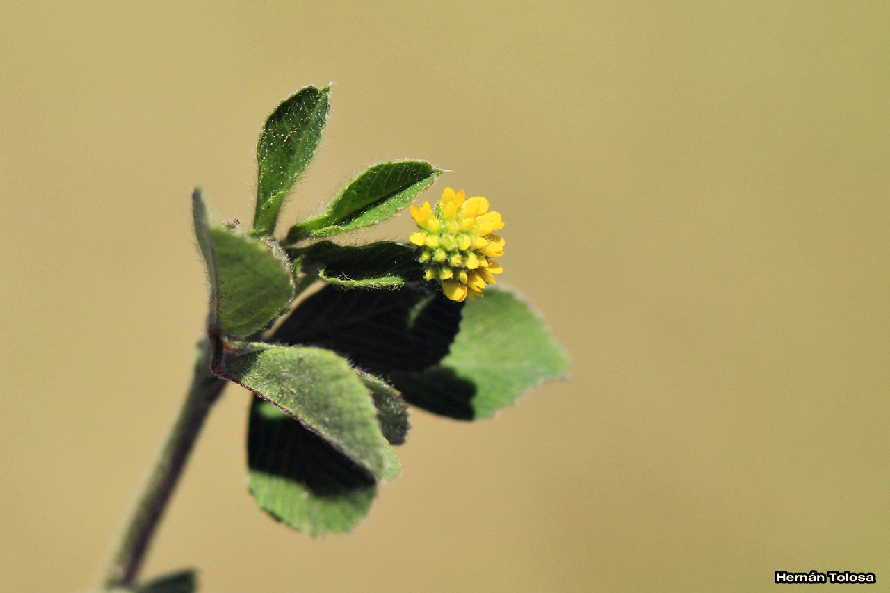 Flora Bonaerense: Lupulina (Medicago lupulina)