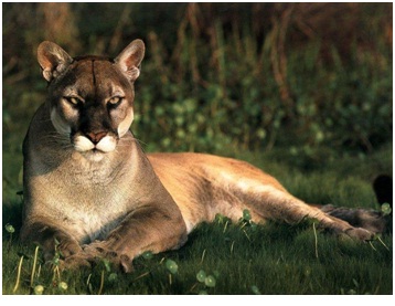 AMAZONAS : ALGUNAS ESPECIES EXOTICAS | jhorman.Andrew