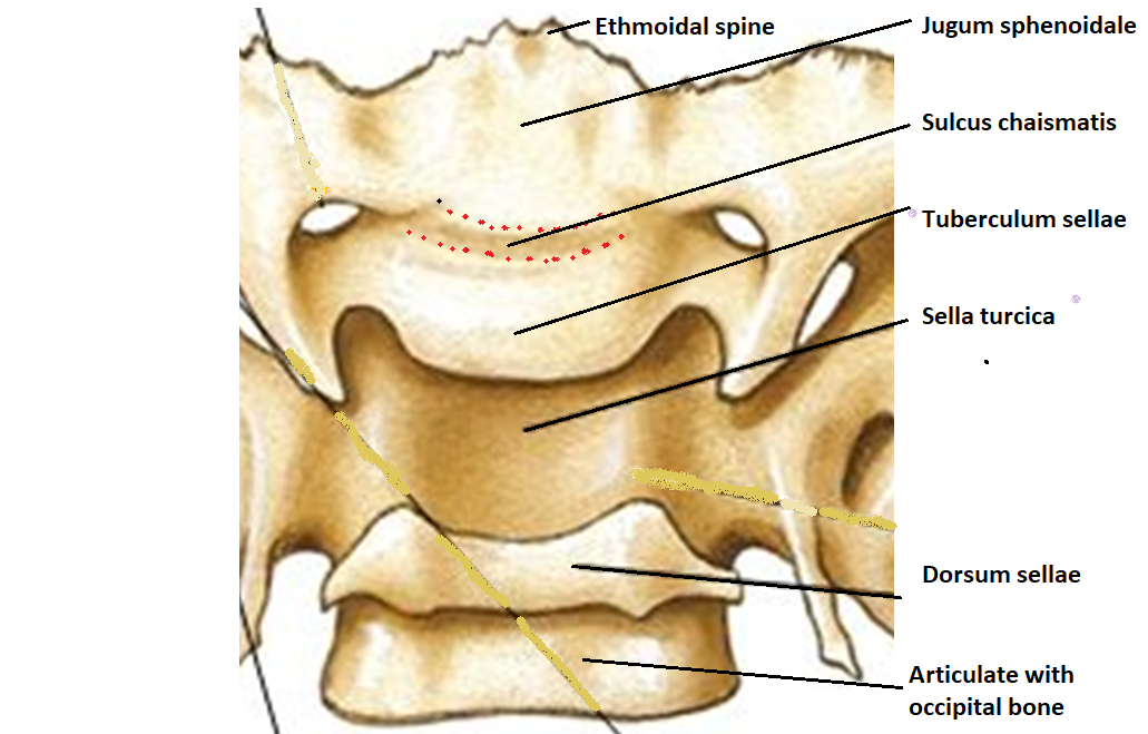easyhumanatomy: Sphenoid: easy and brief discussion