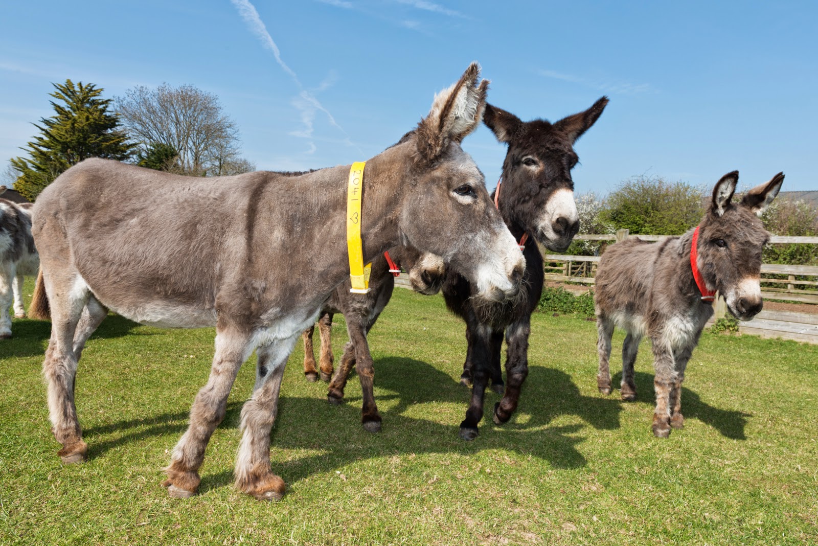 Actual Colour: Britain's Oldest Donkey - Tessa 50 years old!