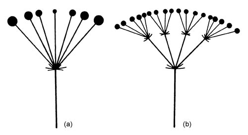 Montreal Wilderness: Umbelliferae/Apiaceae: Meet the Family