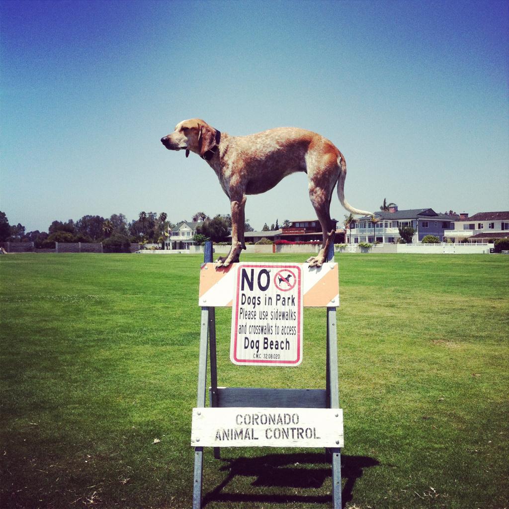 Maddie the Coonhound standing on things (35 pics) | Amazing Creatures
