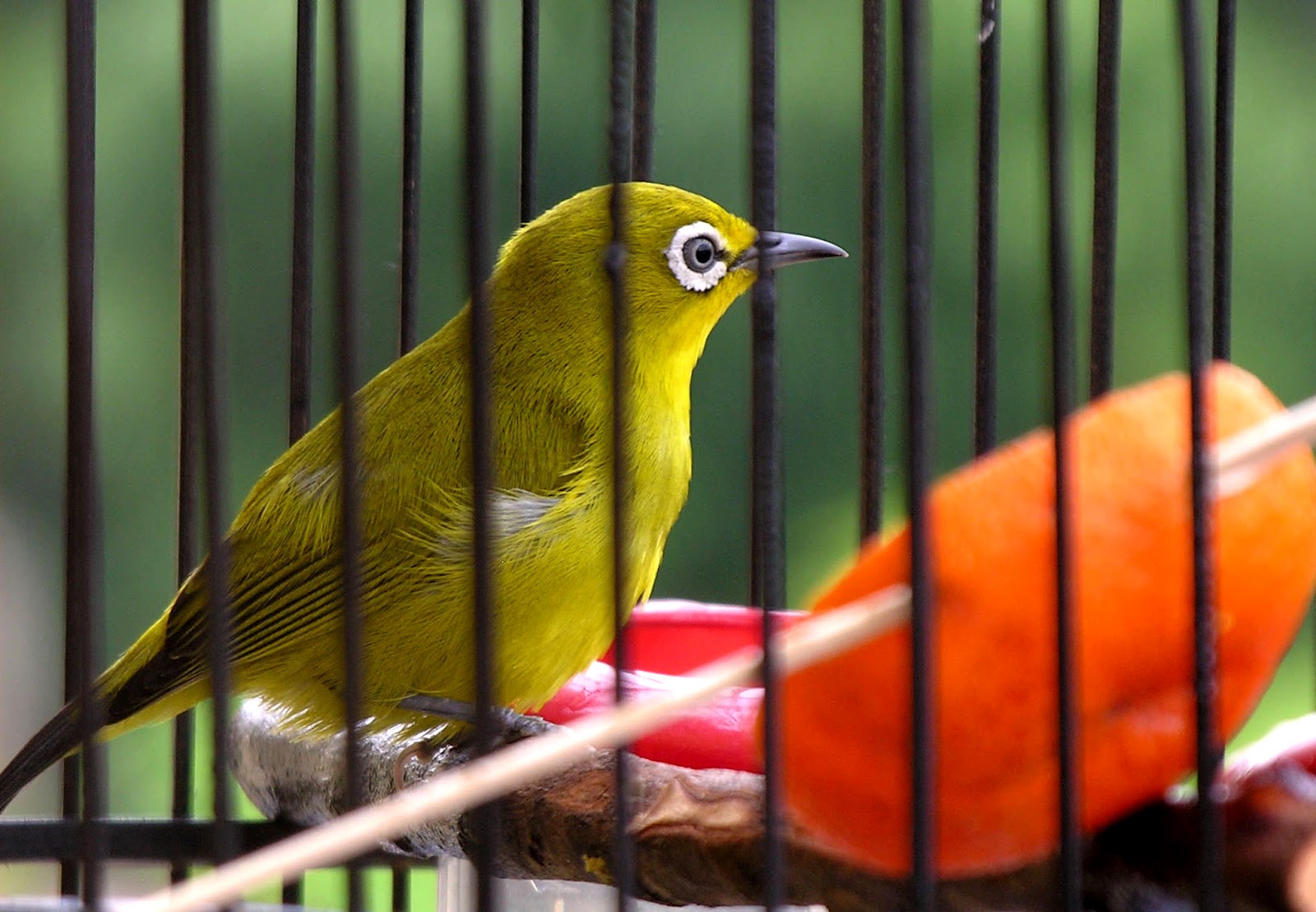 Burung Kaca Mata ~ Burung Tersayang