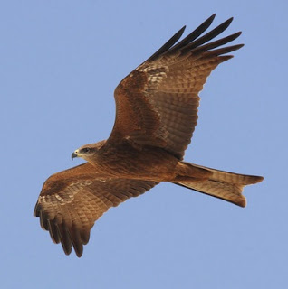 Fauna Indoneisa: JENIS-JENIS ELANG DI INDONESIA